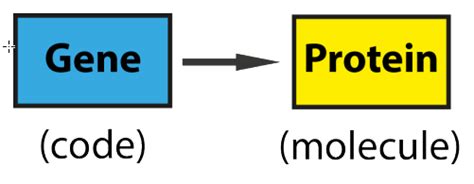 An Introduction To Cavernoma Genetics Part 1 Cavernoma Alliance Uk