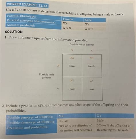 Chapter 11 Inheritance Flashcards Quizlet