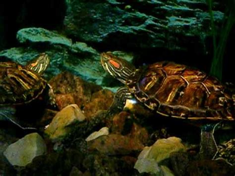 Red Eared Sliders Mating Ritual Youtube
