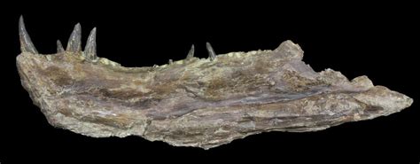 12 Xiphactinus Jaw Section With 7 Teeth Kansas 38962 For Sale