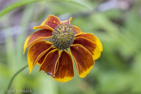 Ratibida Columnifera