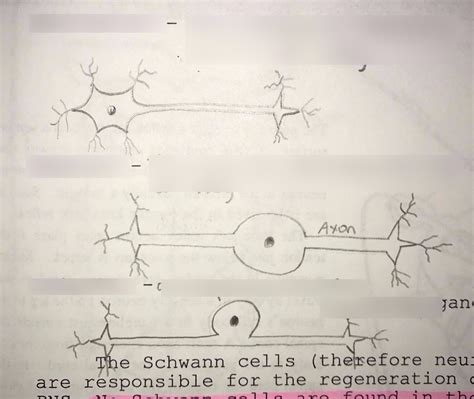 Neuron Structure Classification Diagram Diagram Quizlet