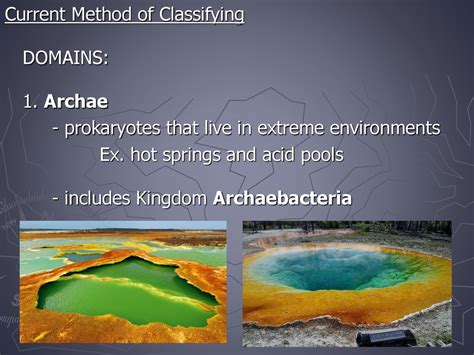 Classification Of Life Ppt Download