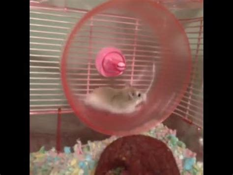 Hilarious Hamster Wheel Fail Vine Youtube