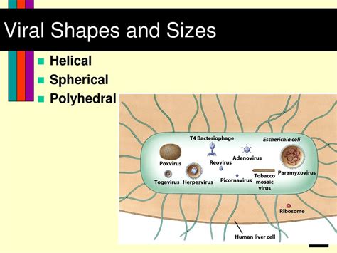 Viruses Chapter 13 Gardasil® Targets Two Strains Of Hpv That Cause 70 Of All Cervical Cancer