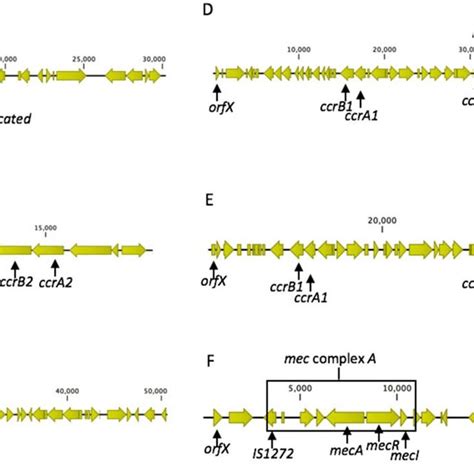 A Selection Of Sccmec Structures From Staphylococci Isolates Recovered Download Scientific