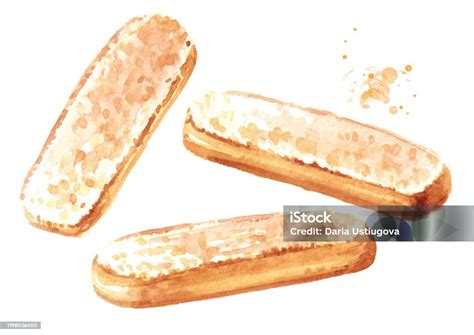 사보이아르디 비스킷 또는 레이디핑거 쿠키 세트 흰색 배경에 격리 된 수채화 손으로 그린 그림 티라미수에 대한 스톡 벡터 아트 및 기타 이미지 Istock