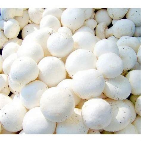 Fresh Button Mushroom At Rs 150 Kilogram Button Koons In Chennai Id