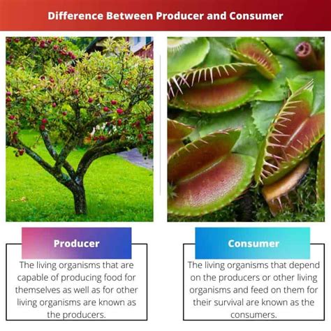 Producent Versus Consument Verschil En Vergelijking