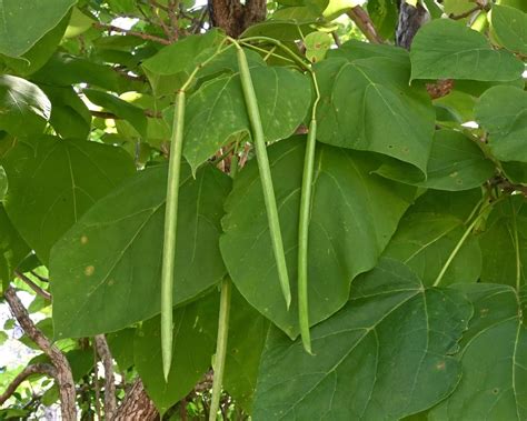 Tree That Looks Like Catalpa At Frank Hamlin Blog