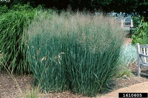Switchgrass Panicum Virgatum Cyperales Poaceae 1610605 Switchgrass Panicum Virgatum Cyperales Poaceae 1610605