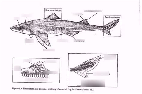 Dogfish External Anatomy Diagram Quizlet
