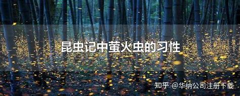 昆虫故事中萤火虫的习性 知乎