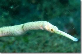 ワカヨウジ Trachyrhamphus bicoarctatus 魚図鑑 南国 Diving World