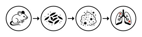 Mouse Droppings Contaminated Dust And Lung Infection Chain Rodent