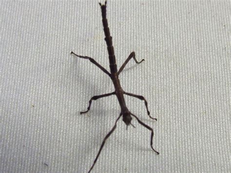 Goliath Stick Insects Elegant Entomology