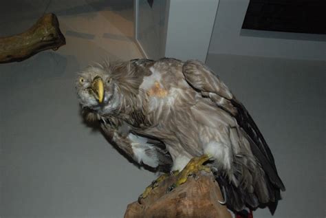 高山秃鹫 Gyps himalayensis 物种库 国家动物标本资源库
