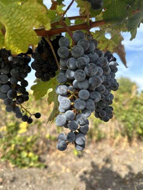 Гроздобер в ПГСС 2023 Професионална гимназия по селско стопанство Нова Загора