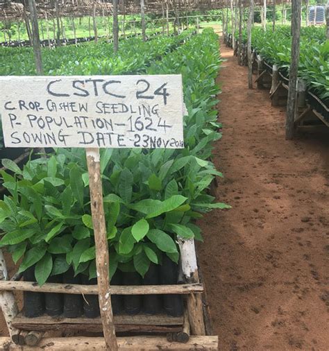 Global Cassava Starch Market Cassava Starch Import And Export In International Marketindustry News