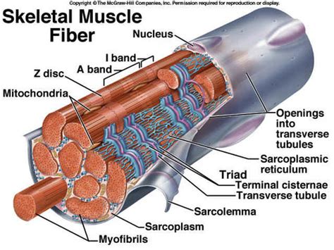Human Phys Chp 12 Flashcards Quizlet
