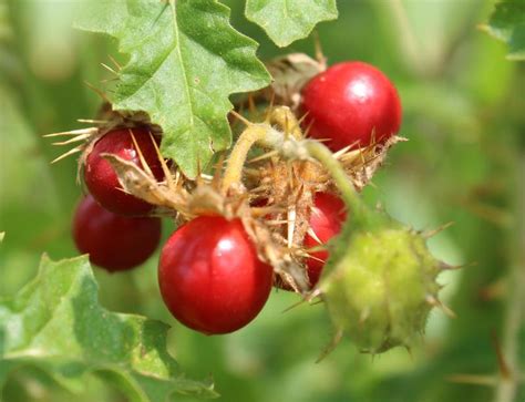 Prof Dr Md Jafar Ullah Posted On Linkedin