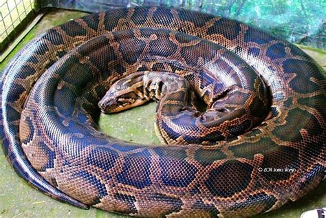 Bohol Python And Wildlife Park Alburquerque All You Need To Know
