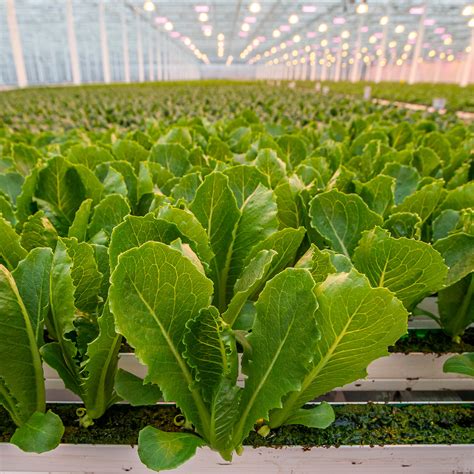 Best Hydroponic Lettuce Lettuce Grow Review And Promo Code Getting