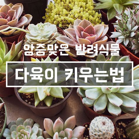 예쁜 다육이 화분을 사게 되어 이 겨울에 다육이 분갈이하기 그리고 다육이 키우는법 얼레벌레