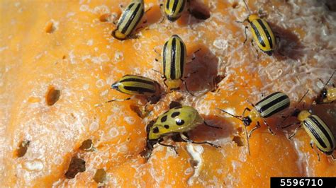 Controlling Cucumber Beetles And Squash Bugs Without Insecticides Yes Its Possible