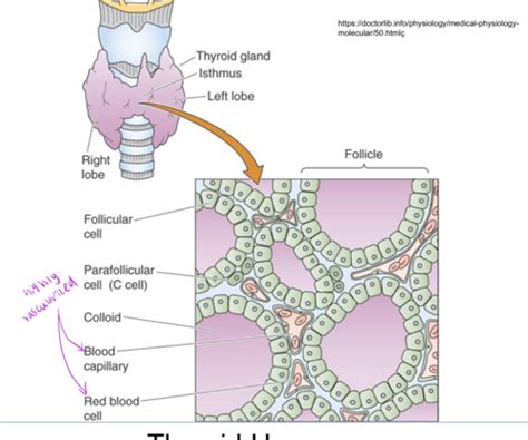 Thyroid Flashcards Quizlet