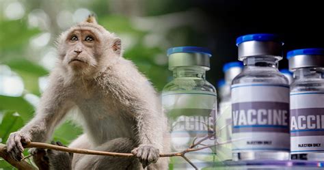 สธ ติดตามสถานการณ์ “ฝีดาษลิง” ใกล้ชิด คาดนำเข้าวัคซีนปลาย ส ค นี้