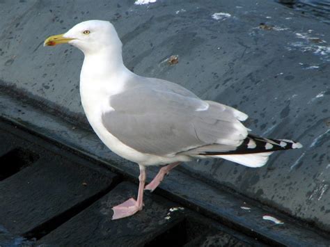 Lesser Black Backed Gull Birdwatch Ireland
