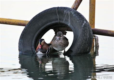 北海公園裡拍到的一對鴛鴦 每日頭條