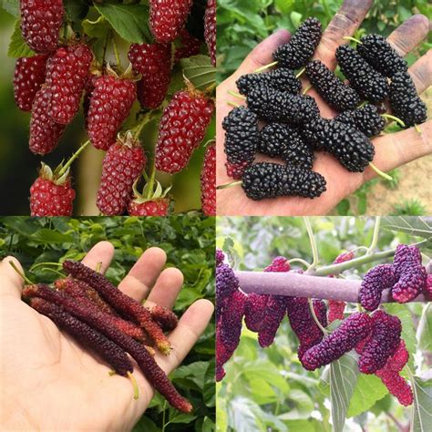 30 Seeds Pack Bonsai Edible Raspberry Seeds Shopee Philippines