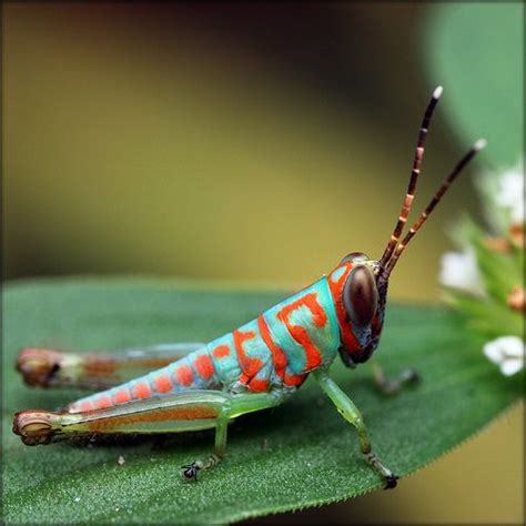 102 Best Patience Young Grasshopper Images On Pinterest Grasshoppers