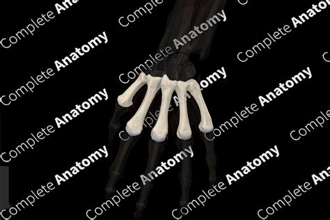 Metacarpal Bones Left Complete Anatomy