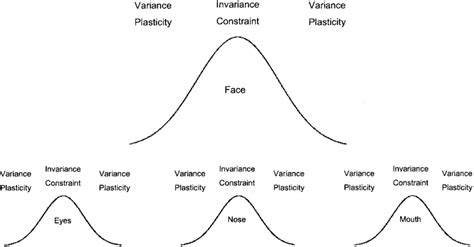 Conceptual Representation Of Invariance And Variance For An
