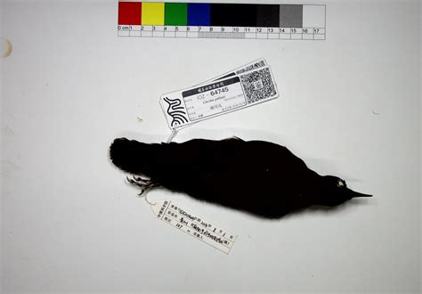 褐河乌 标本图片库 武陵山区生物多样性综合科学考察