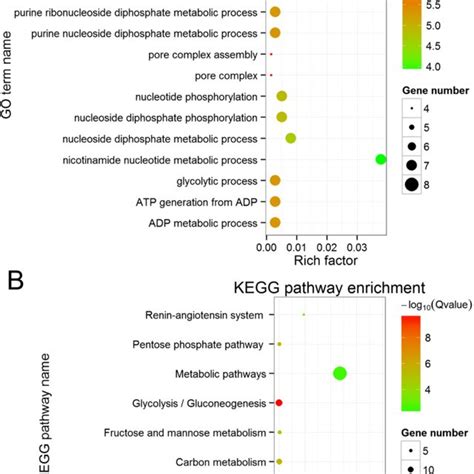A B The Go Term And Kegg Pathway Enrichment In Rna Seq Gene Number