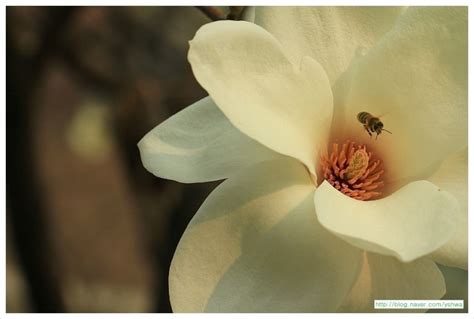 봄꽃 목련 나무에 피는 연꽃인양 아름다운 목련이 흐드러지게 피었을 때 2 목련의 속 주알주동의 포토에세이들꽃꽃나무 네이버 블로그