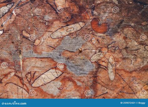 Red Fossiliferous Limestone Stock Image Image Of Marble Ammonites 259072431