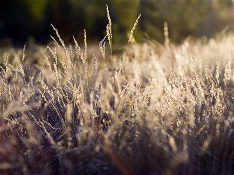 Brown Grasses Hd Wallpaper Wallpaper Flare