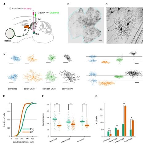 Pdf A Projection Specific Logic To Sampling Visual Inputs In Mouse Superior Colliculus