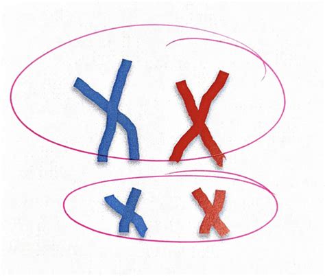 MCB Practical Quizzes Flashcards Quizlet