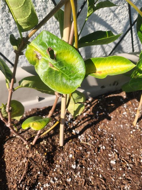 Why Do The Leaves On My Mandevilla Plant Look Like This Location Is Southwest Fl Plant Gets 6