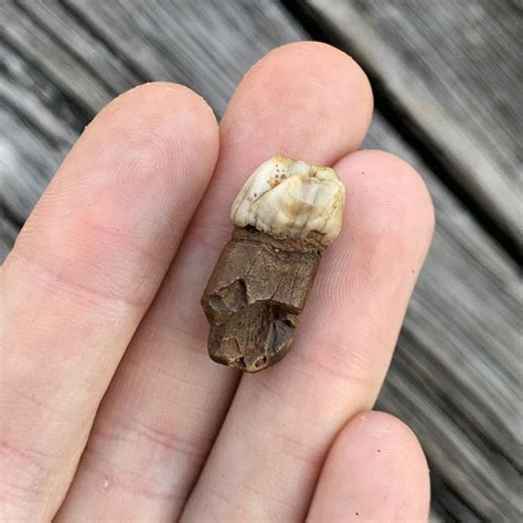 Fossil Manatee Tooth From Florida Paleocris