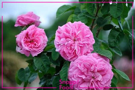 معرفی گل محمدی ویژگی‌ها، نیازها و تکثیر مجله اسنپ فود