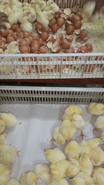 লেয়ার মুরগির বাচ্চা Youtube