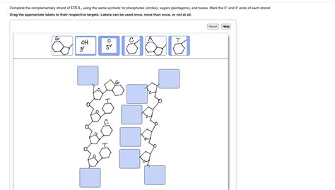 solved complete the complementary strand of dna using the