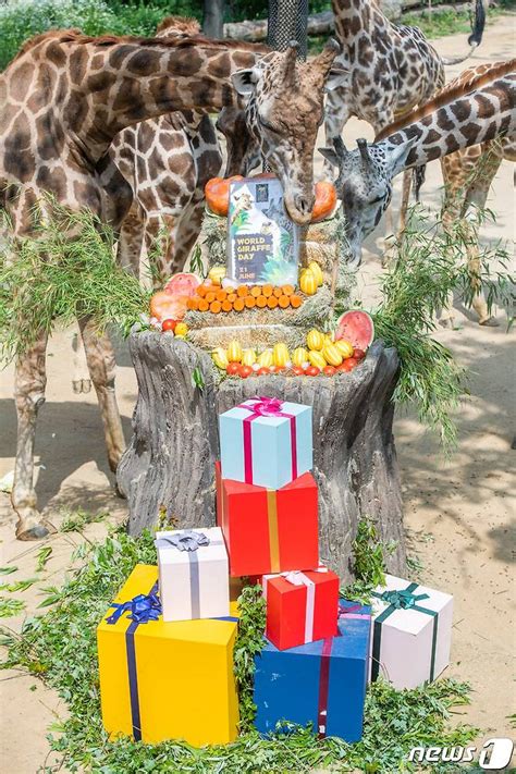 에버랜드 세계 기린의 날 맞아 기린에 특식 제공